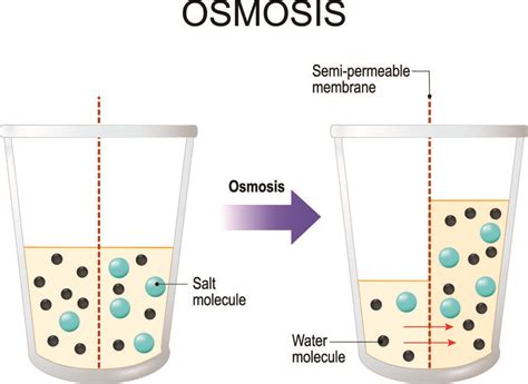 What Is Reverse Osmosis And How Does It Work