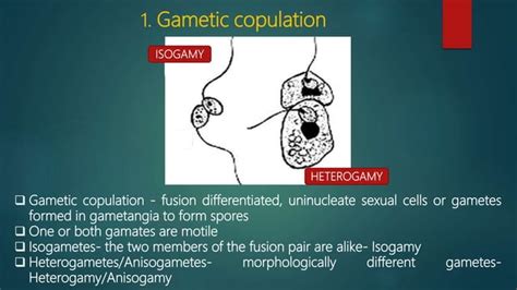 Sexual Reproduction In Fungi PPTX Infertility Reproductive Health