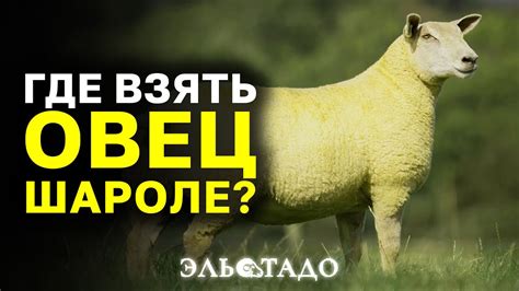 Овцы и бараны Шароле Мясная порода овец Племенные овцы Шароле Разведение овец овцеводство