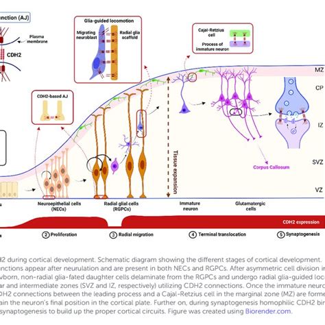 Cdh2 Linked Neurodevelopmental And Neurodegenerative Diseases The Download Scientific Diagram