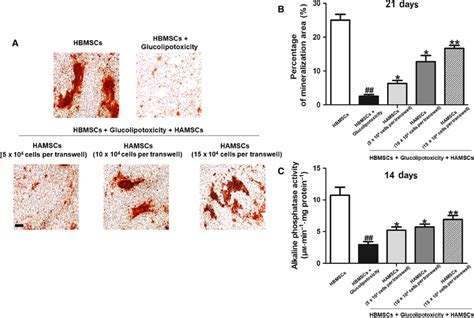 A Mineralized Matrix Deposition In Hbmscs Was Measured Using Alizarin