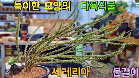 정말 특이하게 생긴 다육식물 입식 세레리아 분갈이 Youtube
