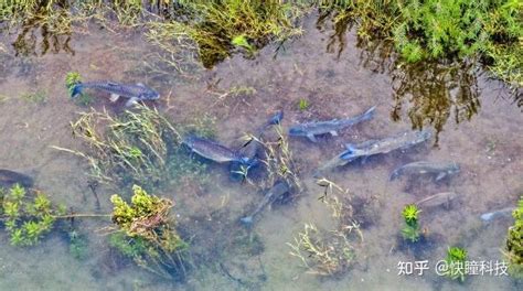 鱼类AI识别技术原理及场景应用 知乎