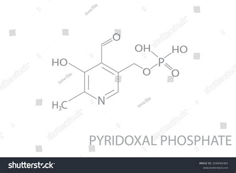 Pyridoxal Phosphate Molecular Skeletal 3d Chemical Stock Vector