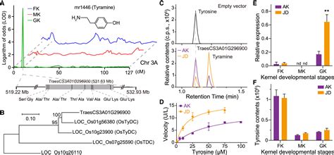 Dynamic Metabolite Qtl Analyses Provide Novel Biochemical Insights Into Kernel Development And