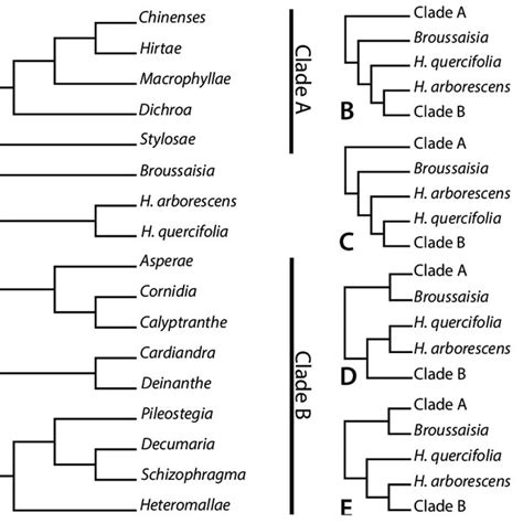 Phylogenetic Hypothesis Used For Bayesian Hypothesis Testing A The Download Scientific