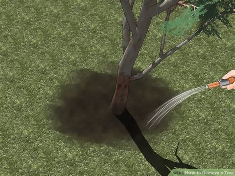 3 Ways To Remove A Tree WikiHow