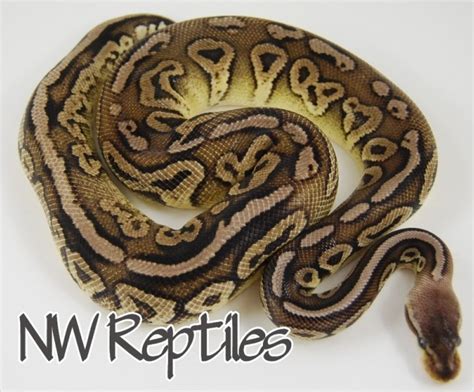 Northwest Reptiles Cinnamon Pewter Ball Python Description And Photos