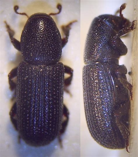 Hylastes Hylastes Picture Insect