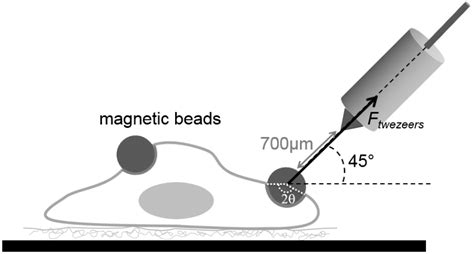 Schematic Representation Of The Magnetic Tweezers Superparamagnetic Download Scientific