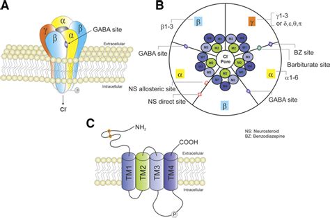 Receptor Gaba