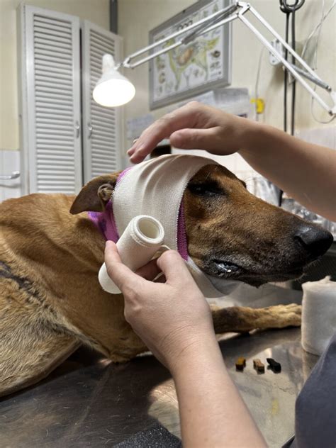 Animal Treatment Fund Globalgiving