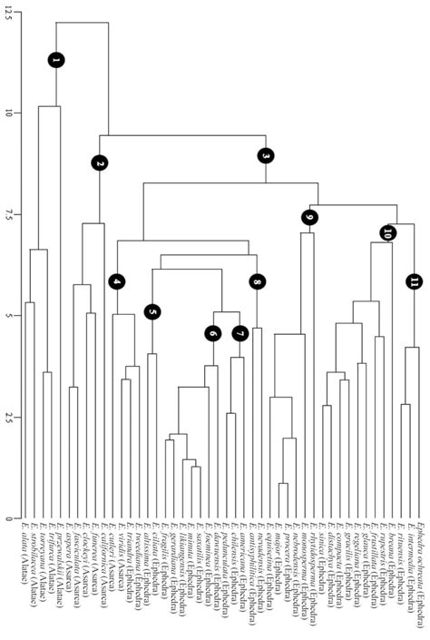 Upgma Dendrogram Showing Resemblance Of Ephedra Species Based On 29