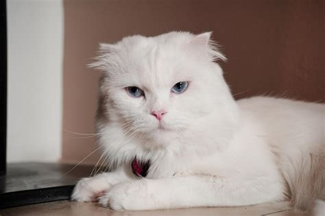Premium Photo White Fluffy Cute Cat With Blue Eyes Playing Scotish Fold