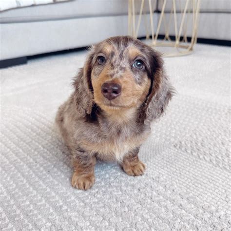 Long Haired Dapple Mini Dachshund All Dachshund