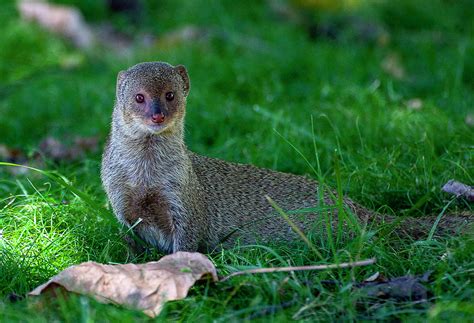 Portrait Of A Mongoose Photograph By Anthony Jones Fine Art America