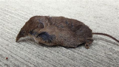 About Least Shrew Maryland Biodiversity Project