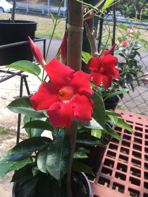 Pépinière Tamanu Pépinière Tamanu Lannuaire De La Polynésie