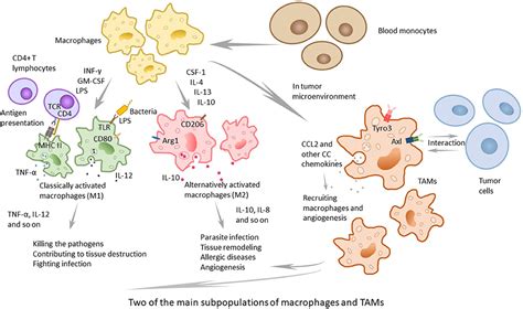 Macrophages