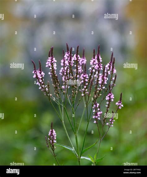 Verbena Hastata Roseapinkflowerflowersfloweringgardengardens