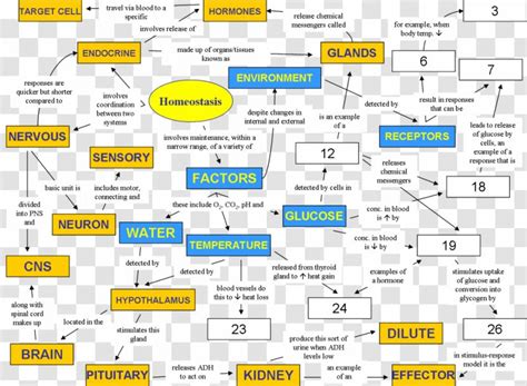 Homeostasis Physiology Biology Anatomy Cell Parallel Science