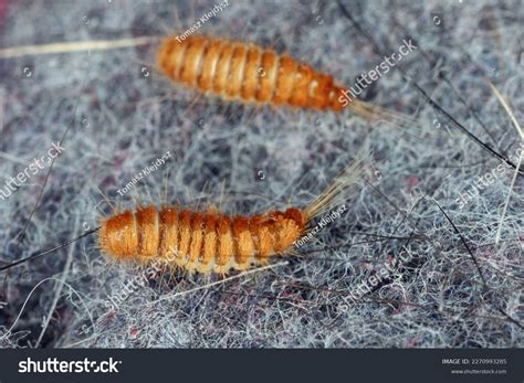 Lepidoptera Larvae Skin Dispar
