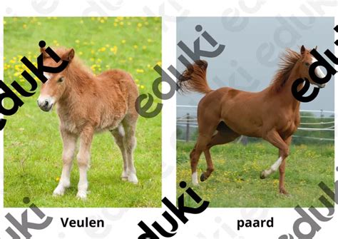 Jonge Dieren In De Lente Lesmateriaal In Het Vak Natuurkunde