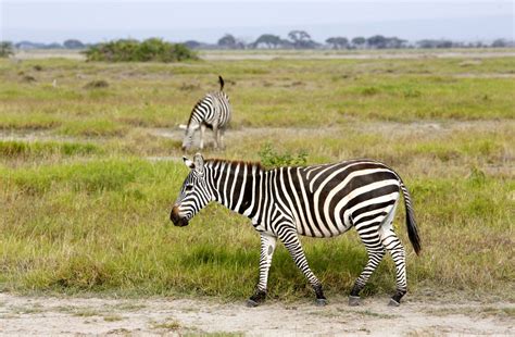 자연 겔러리 케냐 사파리