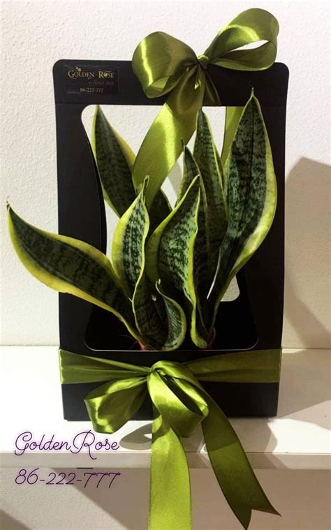 Golden Rose цэцгийн дэлгүүр хүргэлт Эрчүүддээ цэргийн баярын мэнд хүргэе Манай дэлгүүрт