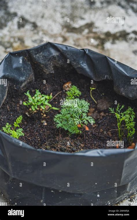 This Carrot Plants Are Growing In A House Terrace As Urban Gardening