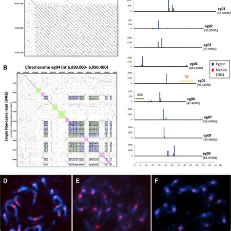 Ensete Glaucum Centromeric Repeat Structure A Dot Plot Download