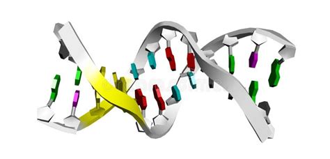 D Model Of DNA Stock Illustration Illustration Of Biochemistry