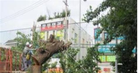 학교 나무 폐기물 신재생에너지로 재탄생한다