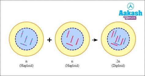 Diploid Vs Haploid Chromosomes
