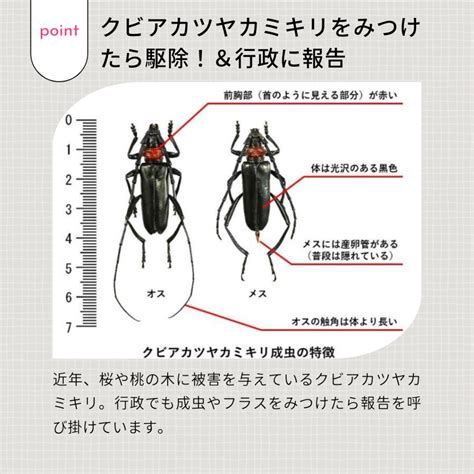 クビアカツヤカミキリ被害樹木の伐採 株式会社 川内谷