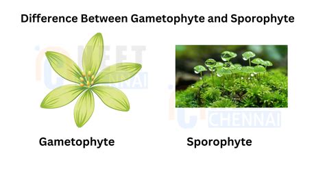 Difference Between Gametophyte And Sporophyte Neet Chennai