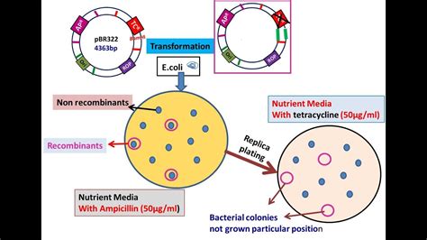 Insertional Inactivation PBR322 Cloning Strategy Recombinants