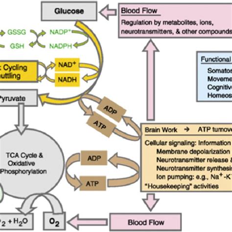 Relationships Among Brain Function Atp Use Glucose And Oxygen Download Scientific Diagram