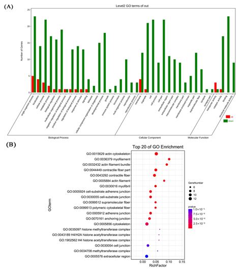 Iag Regulates The Expression Of Cytoskeletal Protein Encoding Genes In Shrimp Testis