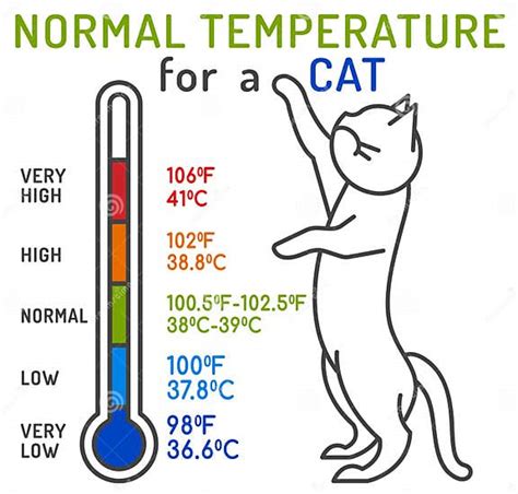 The Normal Temperature For A Cat Medical Infographic Stock Vector Illustration Of High Check
