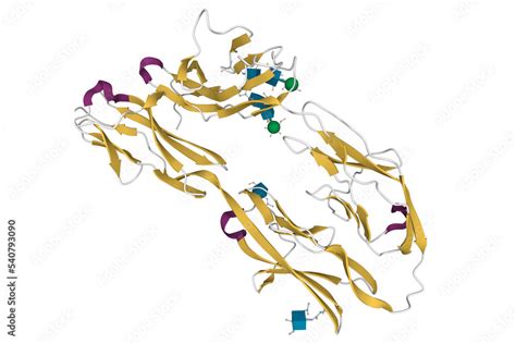 Structure Of Dcc A Netrin 1 Receptor 3d Cartoon Model Secondary Structure Color Scheme Pdb