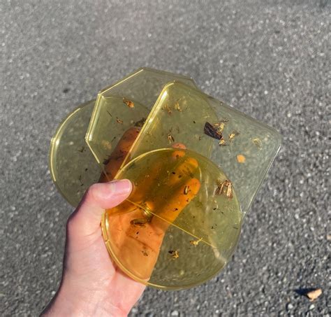 Real Bug Resin Coasters Faux Amber Style Taxidermy T Etsy