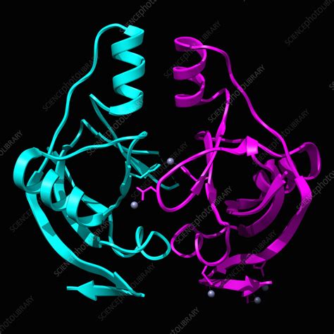 Toxin From Salmonella Enterica Molecular Model Stock Image C057