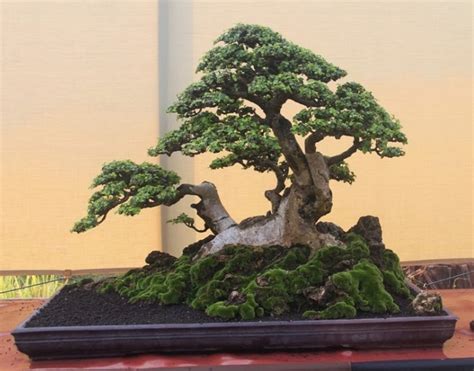 Aneka Macam Jenis Bonsai Beserta Harganya Bibit Online