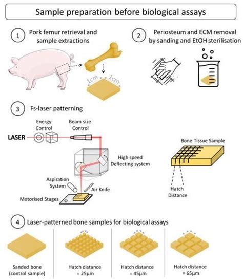 Biotis Bordeaux On Linkedin Bone Laser Patterning To Decipher Cell Organization