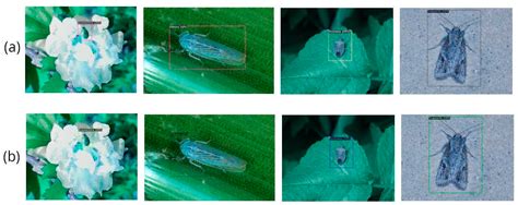 performance analysis of yolo and detectron2 models for detecting corn