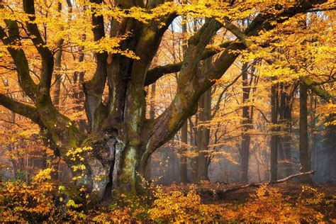 Магия леса в фотографиях Хейко Герлихера « FotoRelax | Autumn scenery ...