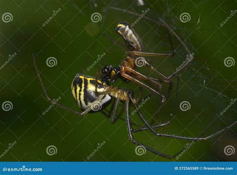 A Filmy Dome Spider Resting In A Dome Of Fine Silk Web Leucauge Argyra