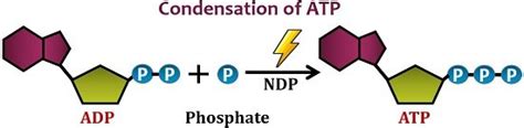 Examples Of Endergonic Reactions With Definition And Graph Biology