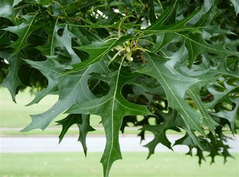 58 Common Types Of Oak Trees Pictures And Identification 58 Common Types Of Oak Trees Pictures And Identification